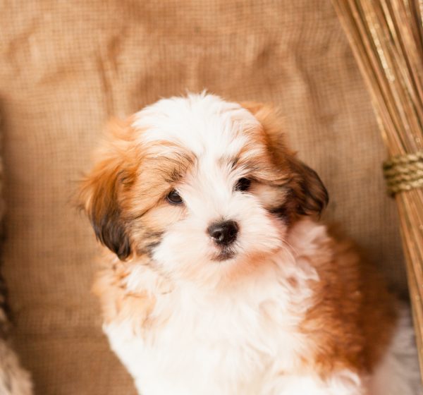 Superior Zuchon Pups – Kellys Kennels