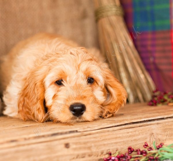 Cute F1 CockaPoos – Kellys Kennels