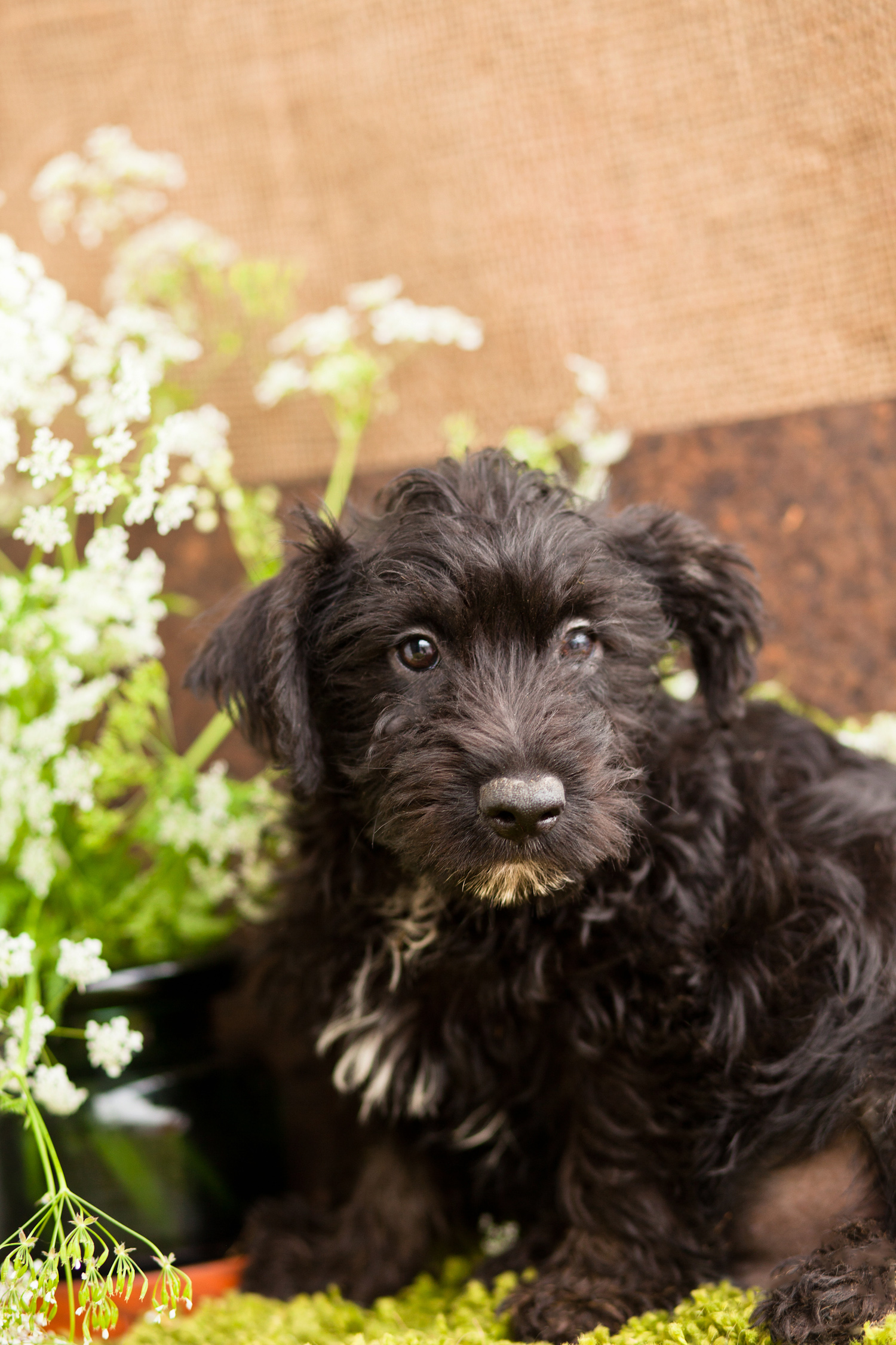 ScottiePoo Puppies – Kellys Kennels