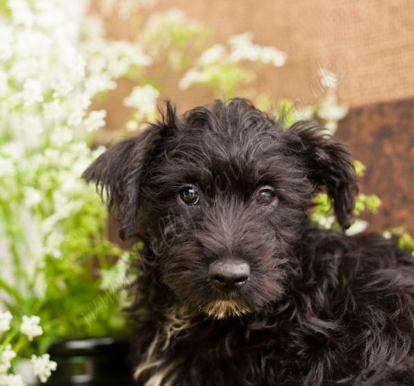 ScottiePoo Puppies – Kellys Kennels