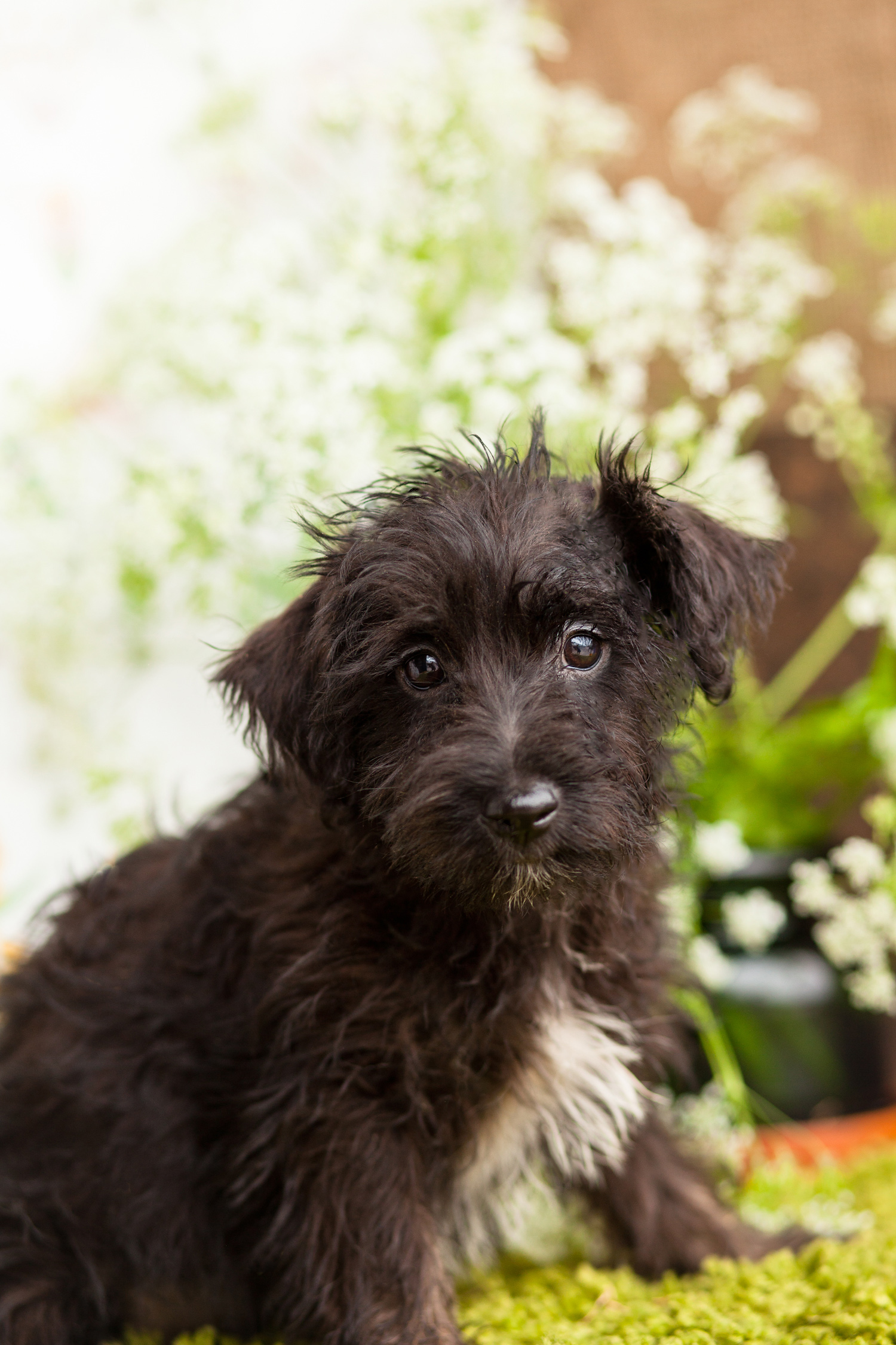 ScottiePoo Puppies – Kellys Kennels