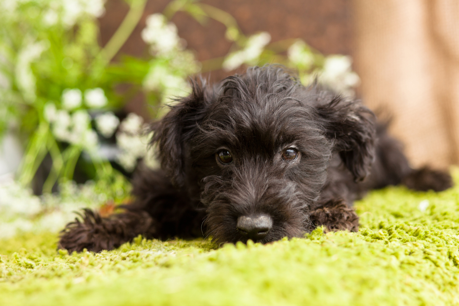 ScottiePoo Puppies – Kellys Kennels