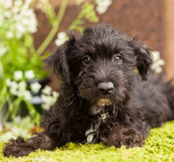 ScottiePoo Puppies – Kellys Kennels