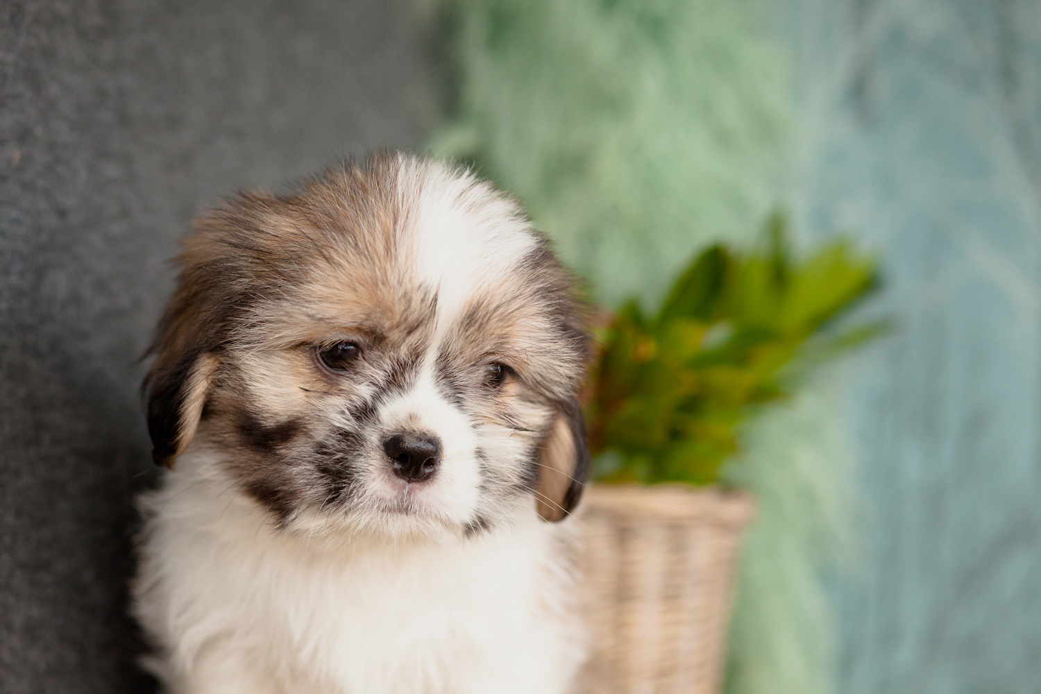 Lovely Malti-Shi Pups – Kellys Kennels