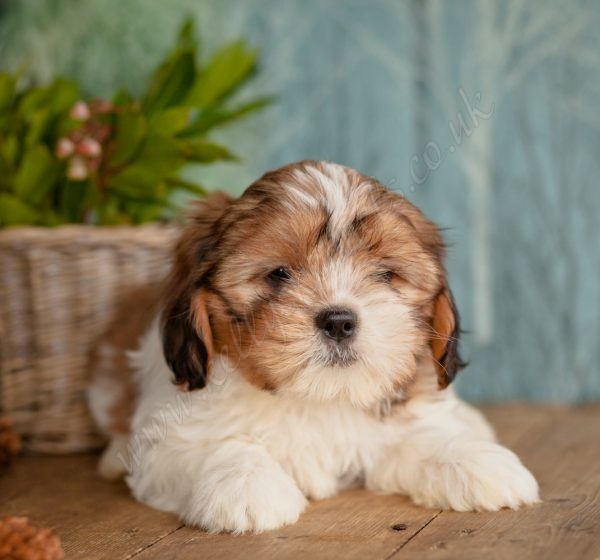 Lovely Malti-Shi Pups – Kellys Kennels