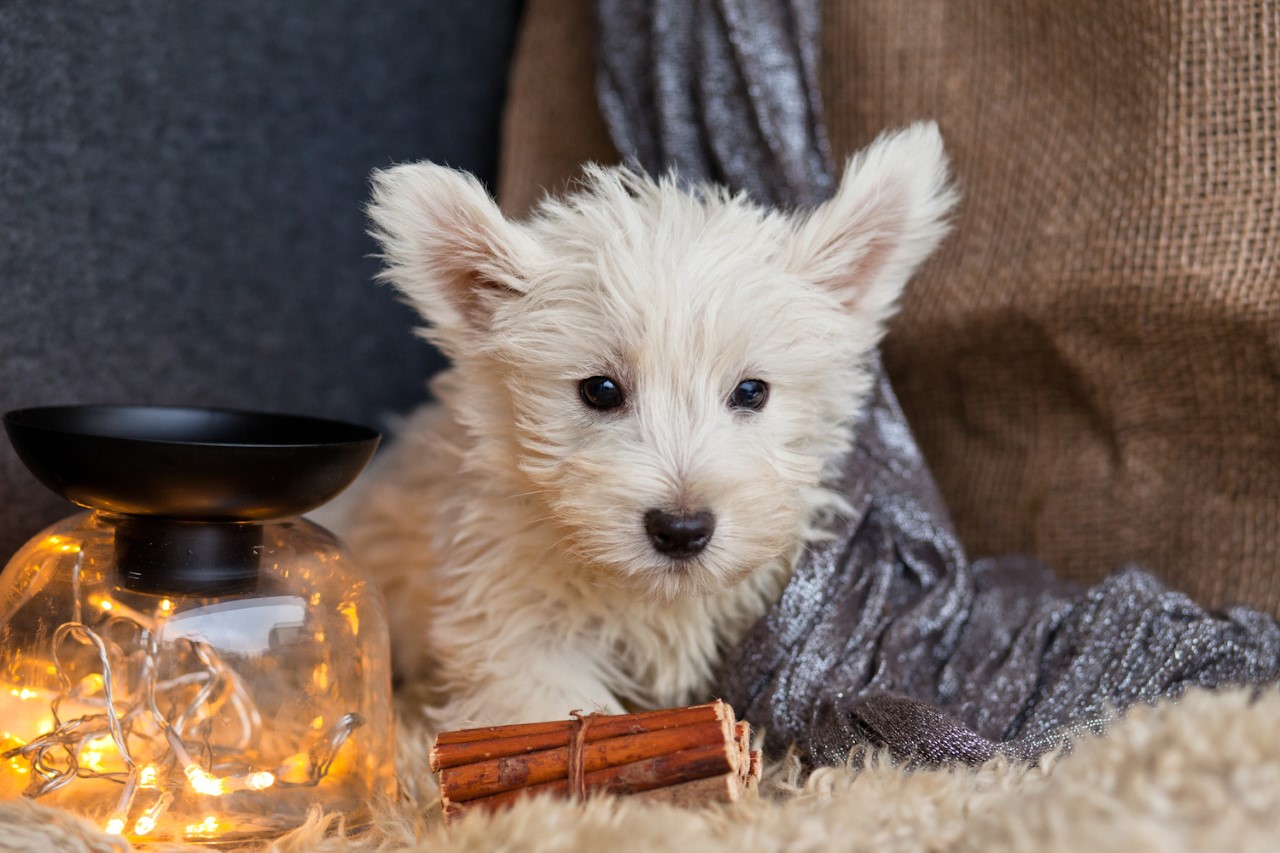 Westie Pups Really Cute – Kellys Kennels