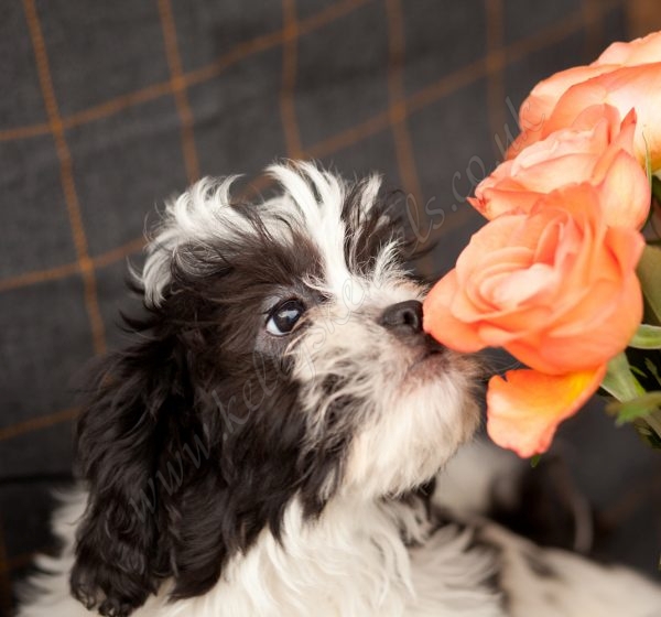 Incredible Shih Poo – Kellys Kennels
