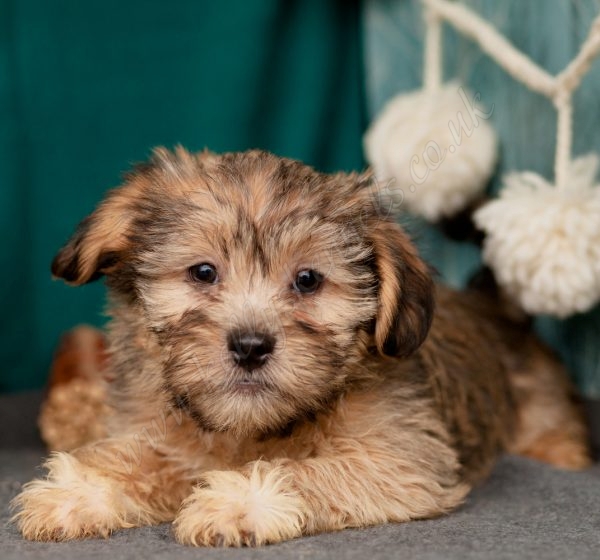 Attractive Shorkies – Kellys Kennels