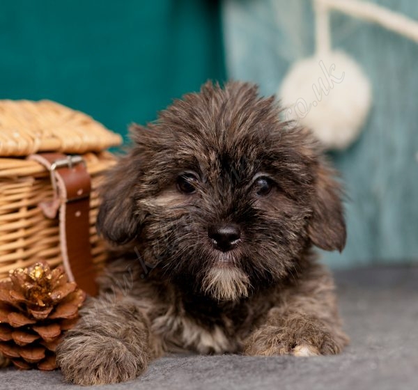 Attractive Shorkies – Kellys Kennels
