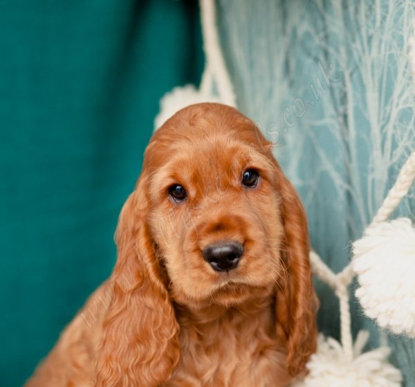 Fantastic Cocker Spaniels – Kellys Kennels