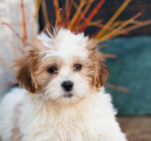 Cross Breed Pups – Kellys Kennels