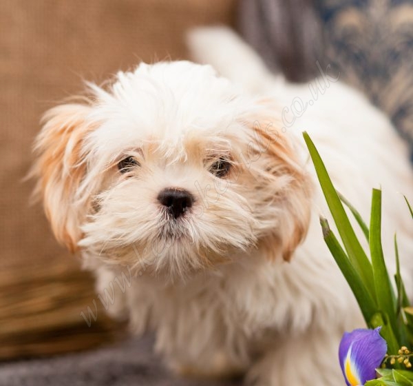 Lovely Malti-Shi Pups – Kellys Kennels