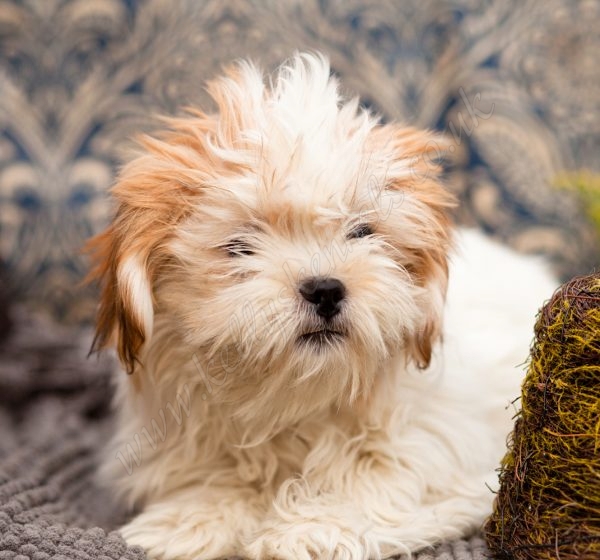 Lovely Malti-Shi Pups – Kellys Kennels