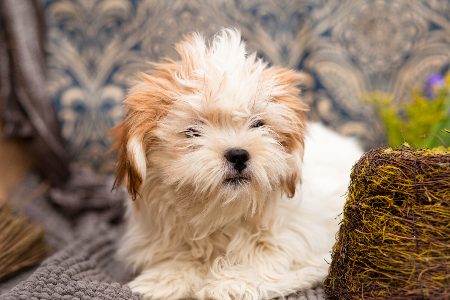 Lovely Malti-Shi Pups – Kellys Kennels