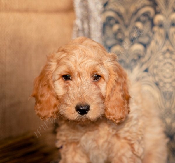 Cute F1 CockaPoos – Kellys Kennels