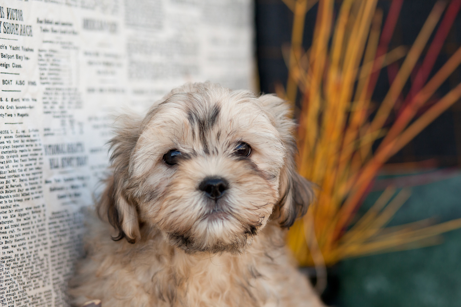 Incredible Shih Poo – Kellys Kennels