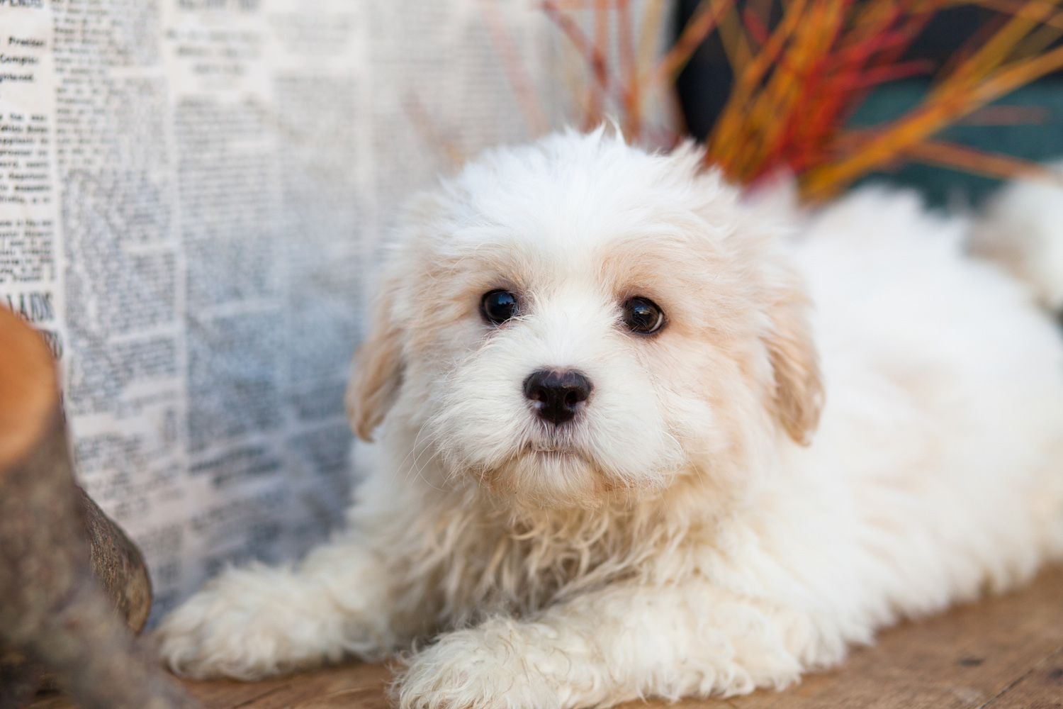 Lovely Malti-Shi Pups – Kellys Kennels