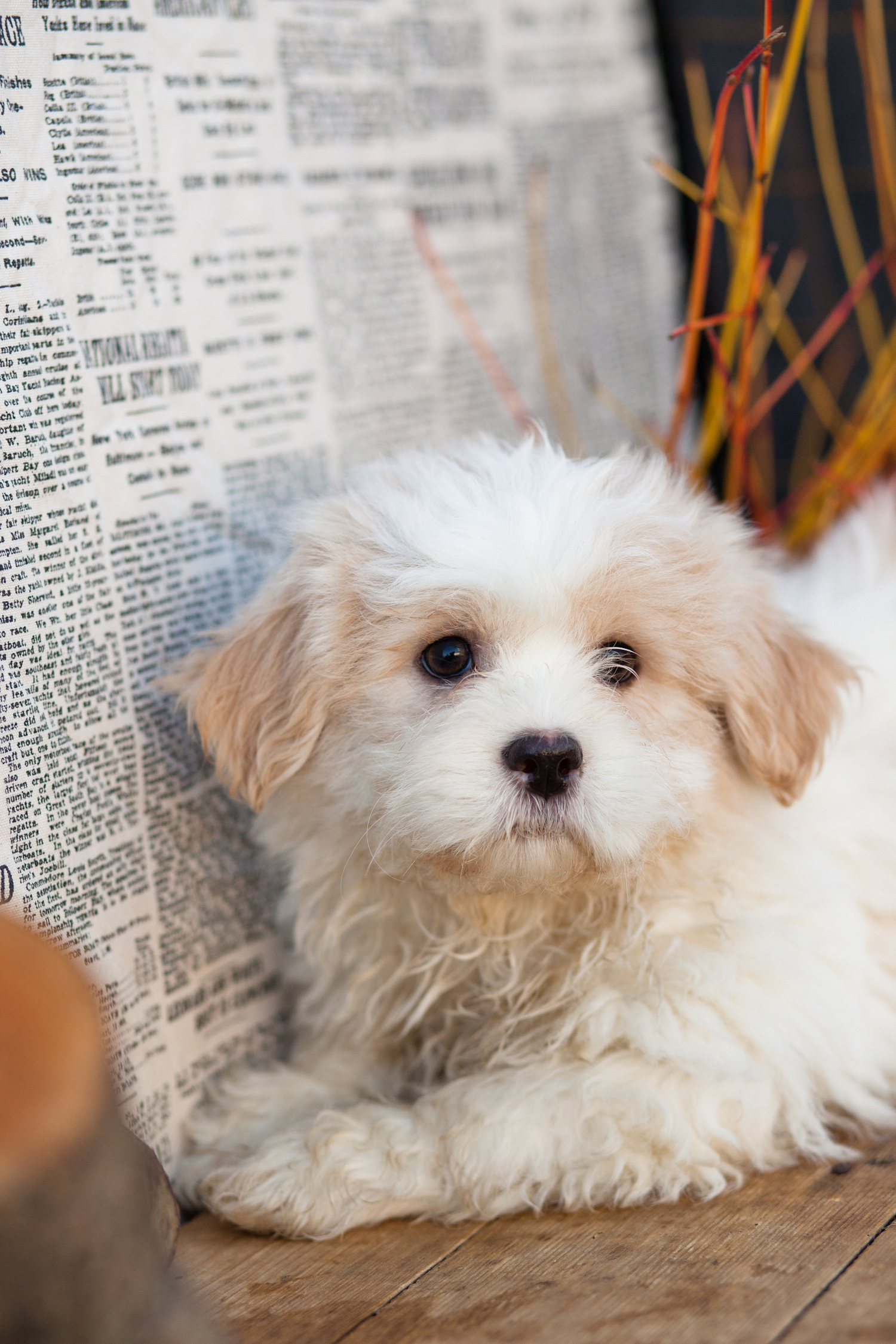 Lovely Malti-Shi Pups – Kellys Kennels