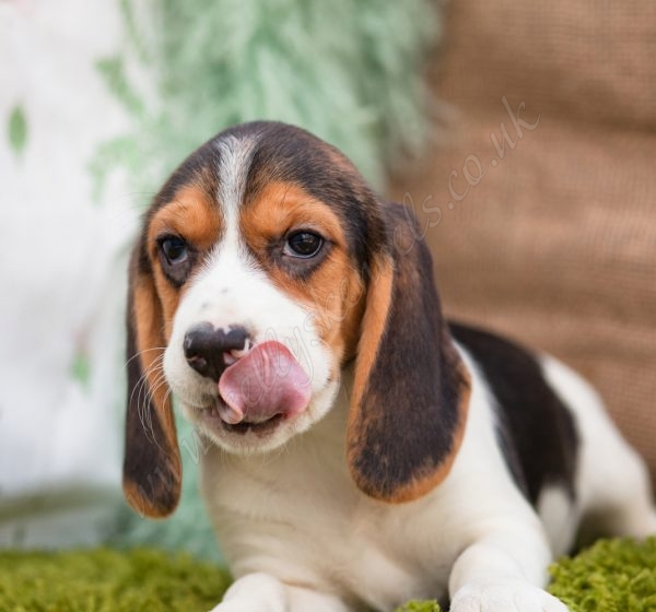 Tri-Colour Beagles – Kellys Kennels