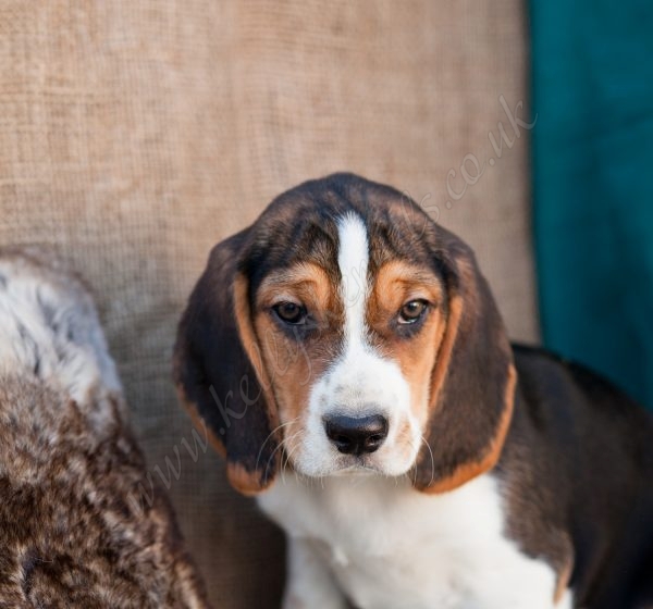 Tri-Colour Beagles – Kellys Kennels
