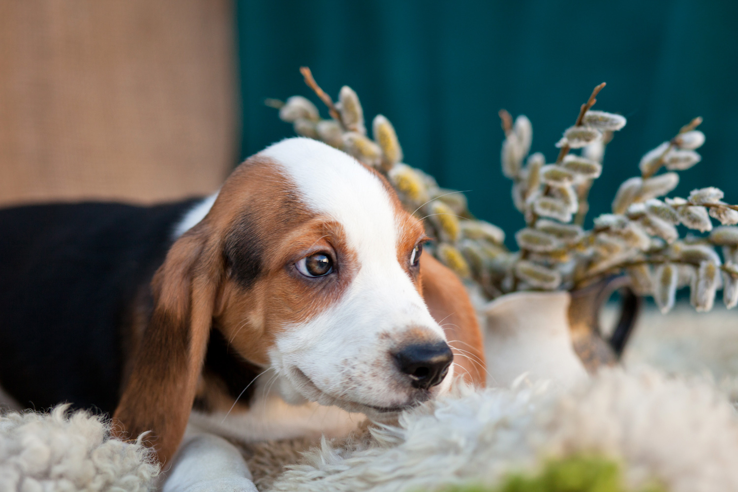 Tri-Colour Beagles – Kellys Kennels