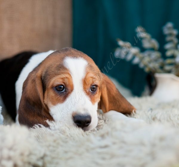 Tri-Colour Beagles – Kellys Kennels