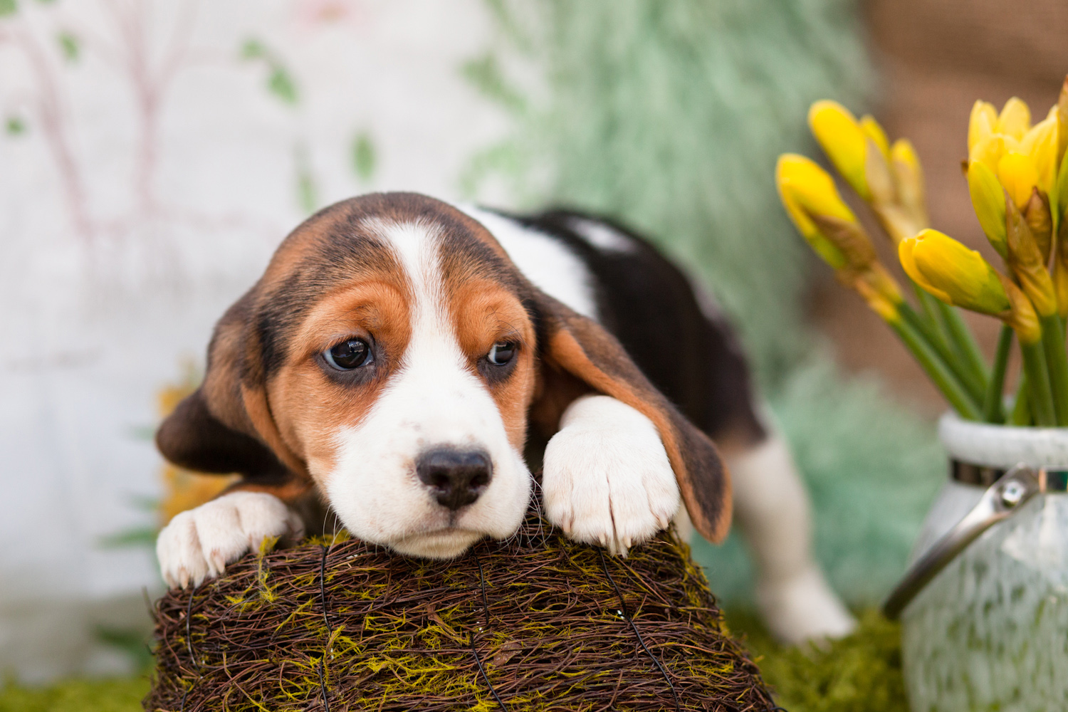 Tri-Colour Beagles – Kellys Kennels