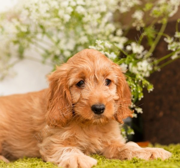 Cute F1 CockaPoos – Kellys Kennels