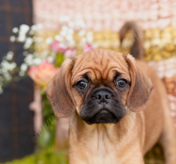 Gorgeous Pugaliers – Kellys Kennels