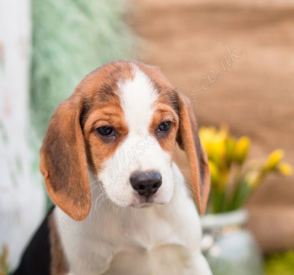 Tri-Colour Beagles – Kellys Kennels