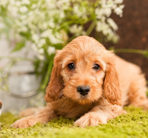 Cute F1 CockaPoos – Kellys Kennels