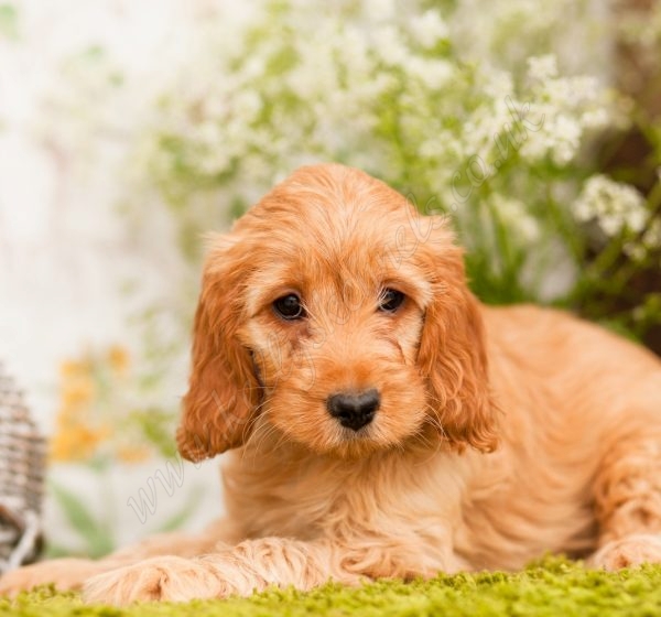 Cute F1 CockaPoos – Kellys Kennels