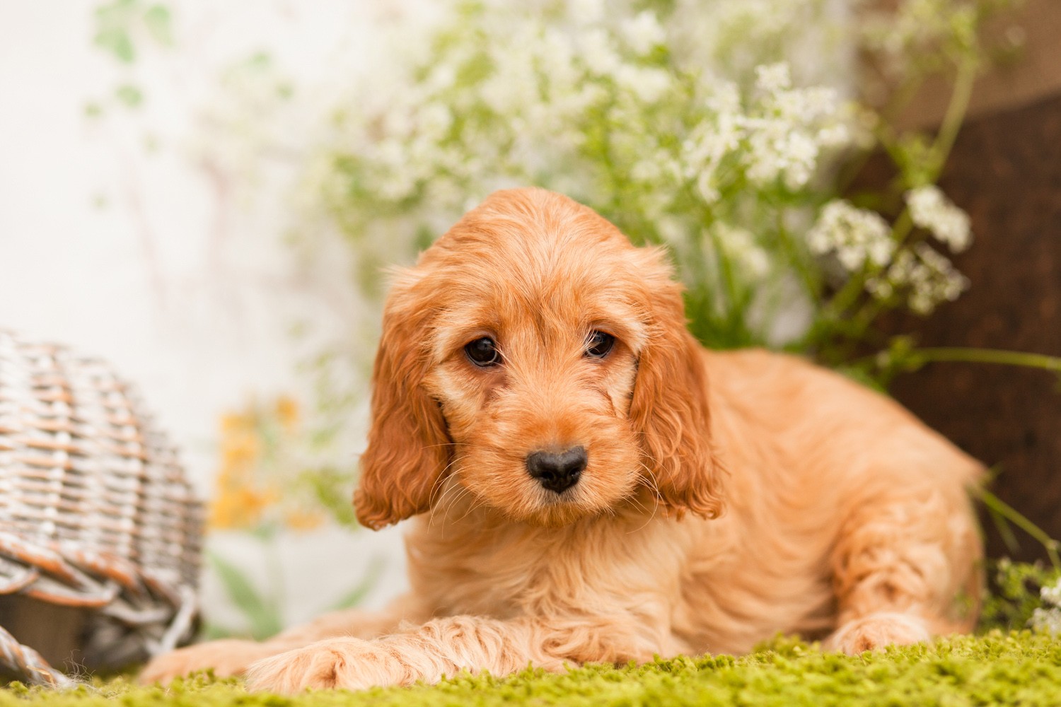 Cute F1 CockaPoos – Kellys Kennels