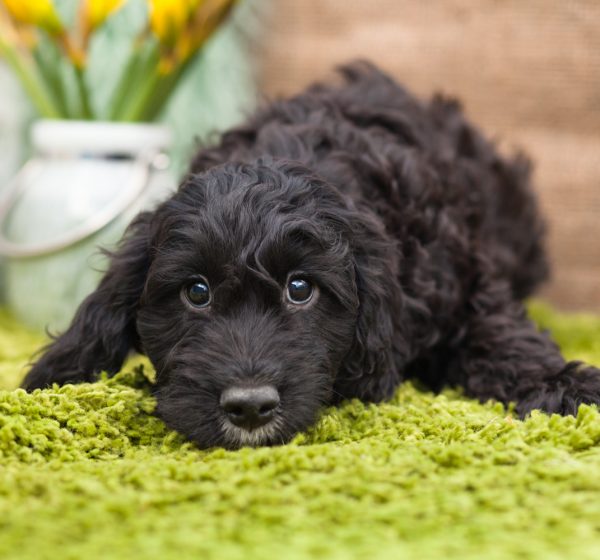 Cute F1 CockaPoos – Kellys Kennels