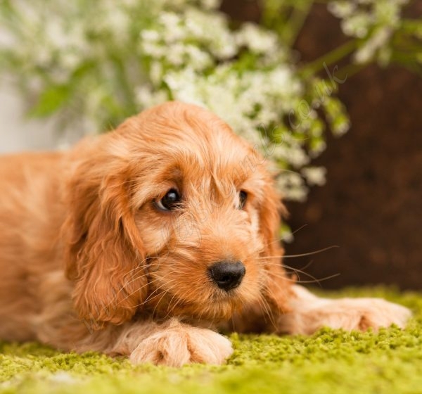 Cute F1 CockaPoos – Kellys Kennels