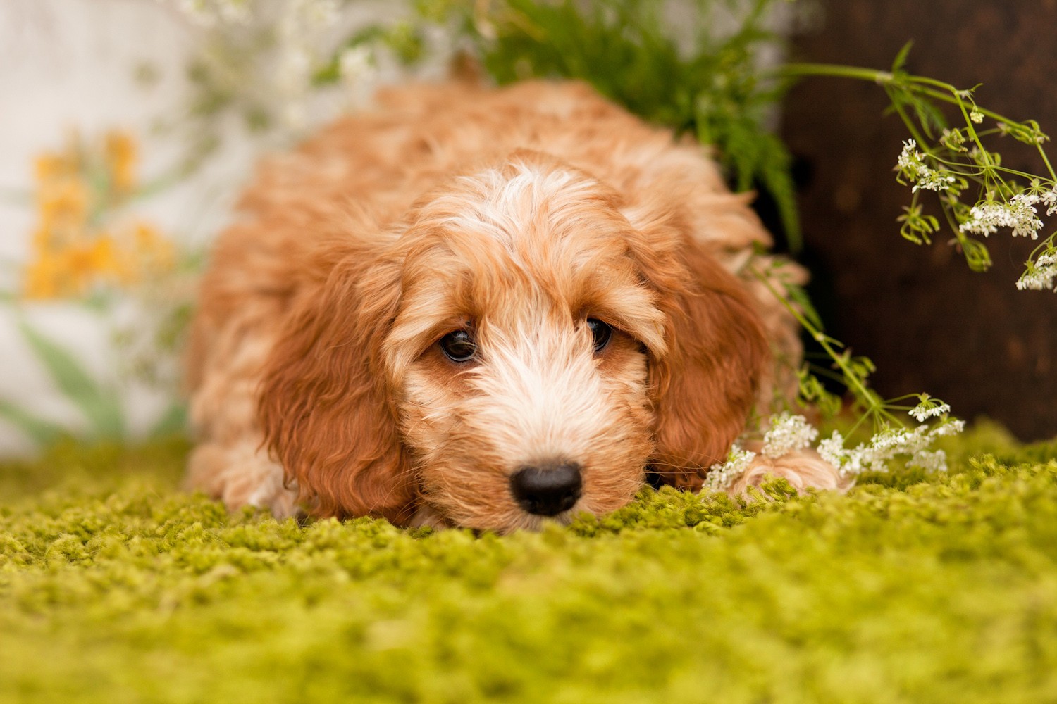 Cute F1 CockaPoos – Kellys Kennels