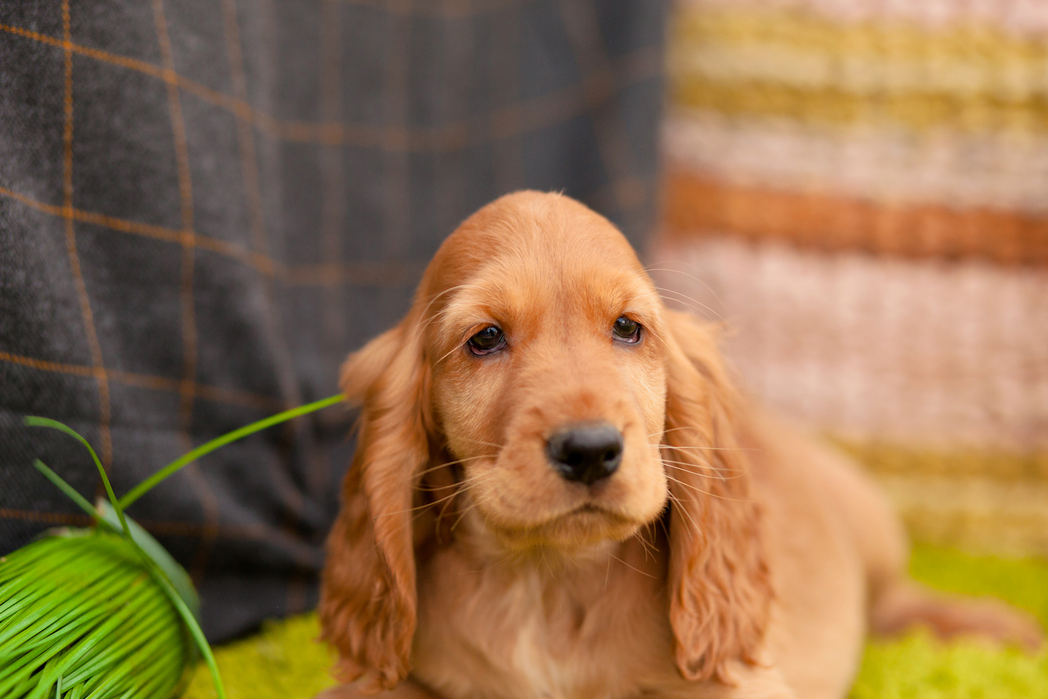 Fantastic Cocker Spaniels – Kellys Kennels