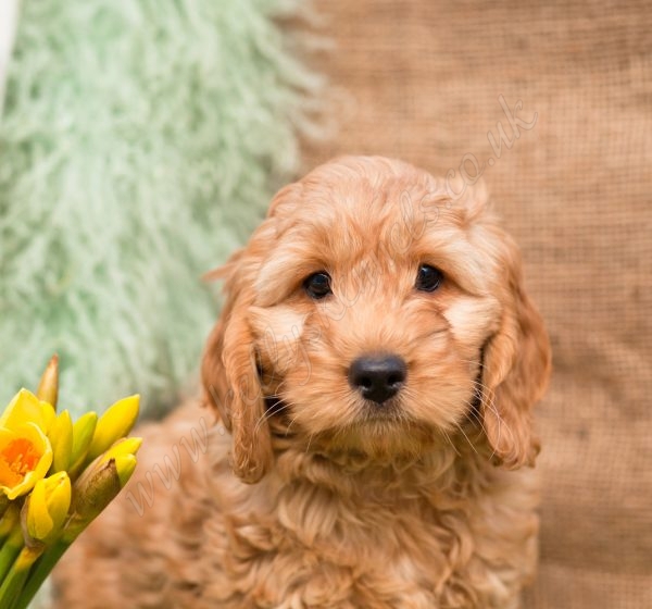 Cute F1 CockaPoos – Kellys Kennels