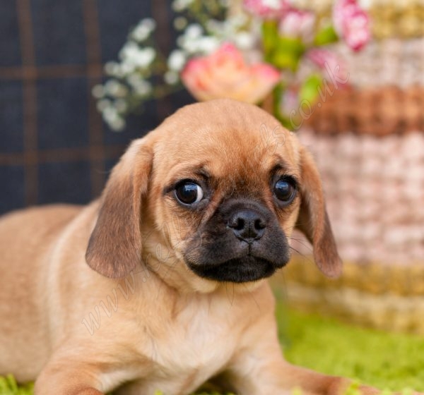 Gorgeous Pugaliers – Kellys Kennels