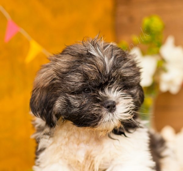 Incredible ShiPoos – Kellys Kennels