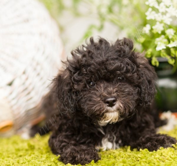 Incredible ShiPoos – Kellys Kennels