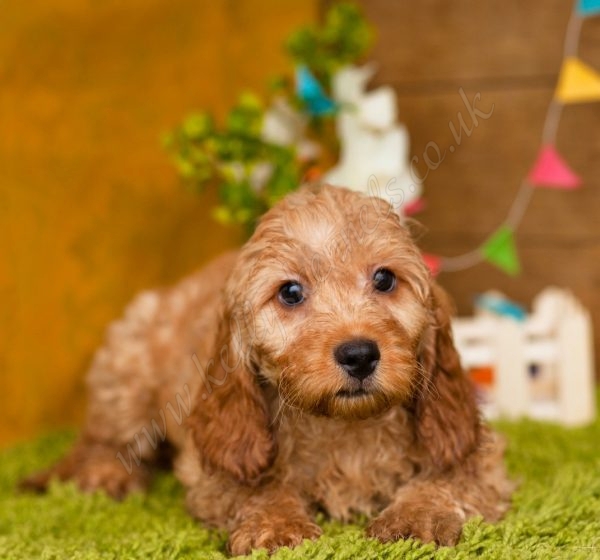 Cross Breed Pups – Kellys Kennels