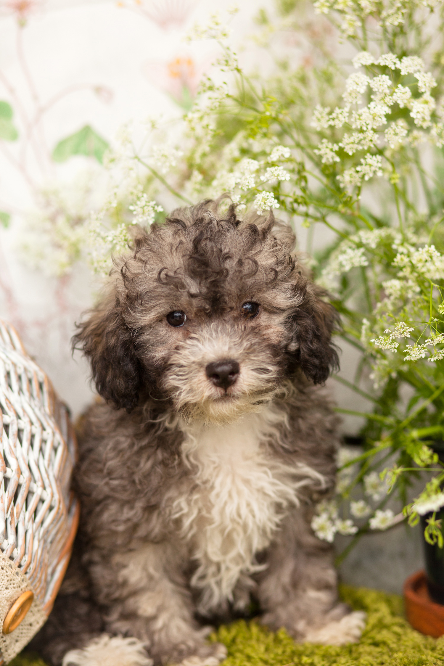 Incredible ShiPoos – Kellys Kennels