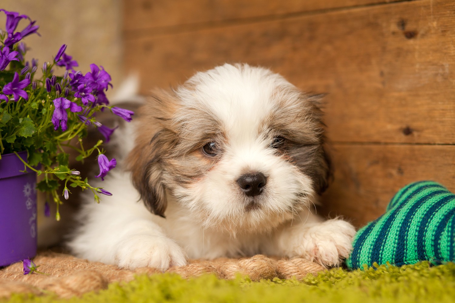 Lovely Malti-Shi Pups – Kellys Kennels