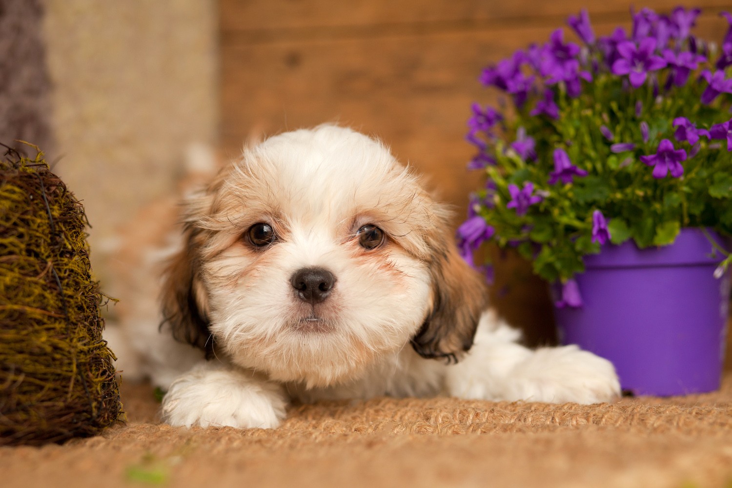 Lovely Malti-Shi Pups – Kellys Kennels