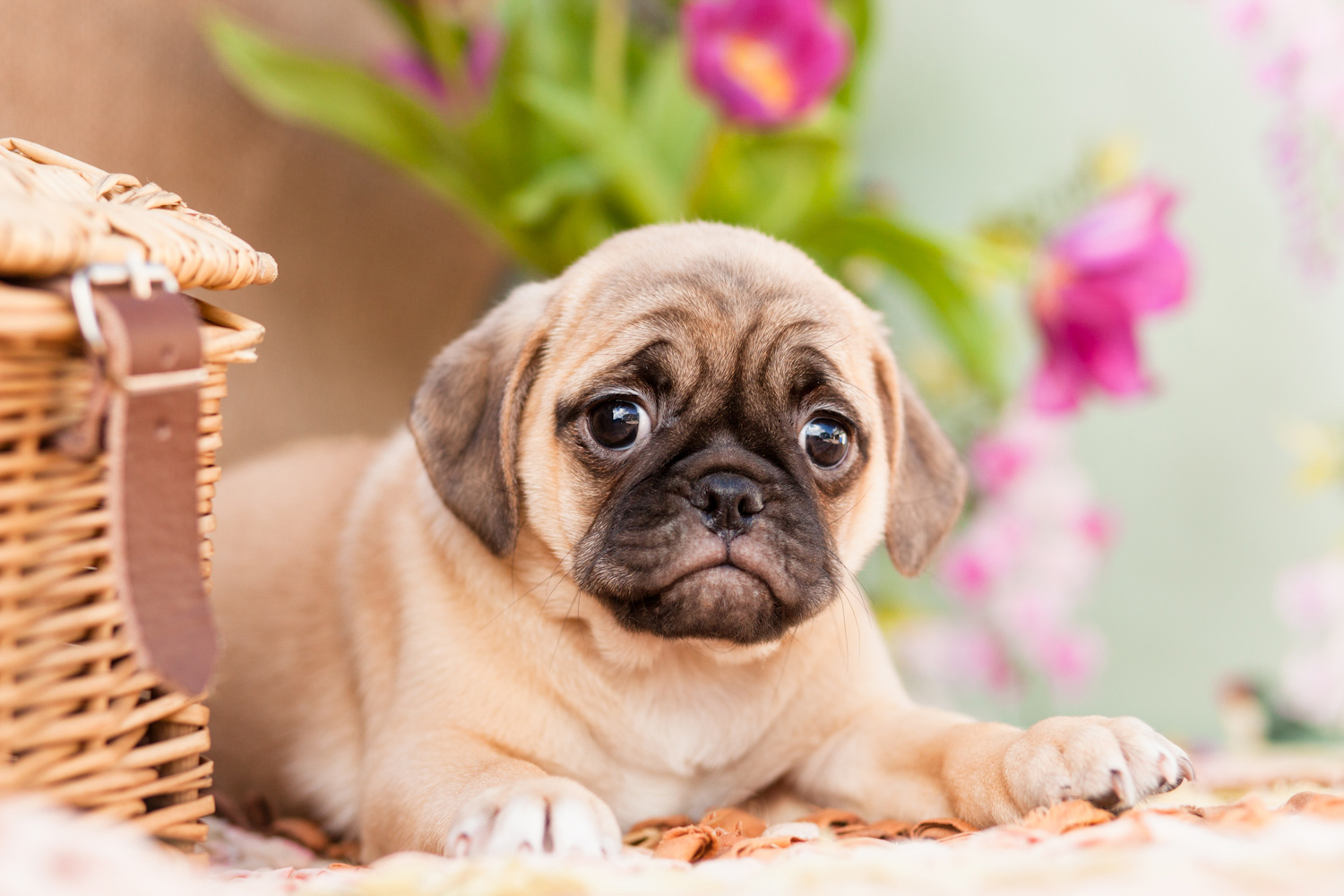 Adorable Puggles – Kellys Kennels