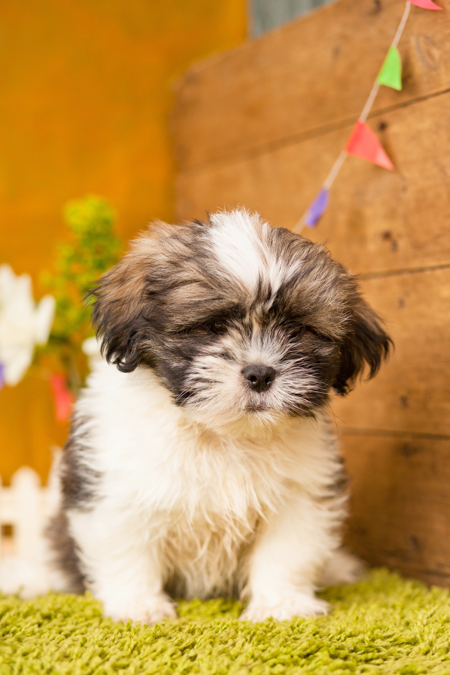 Incredible ShiPoos – Kellys Kennels