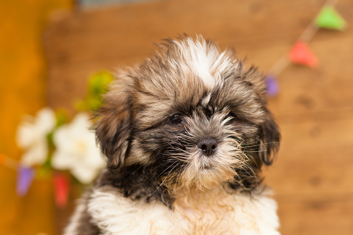 Incredible ShiPoos – Kellys Kennels