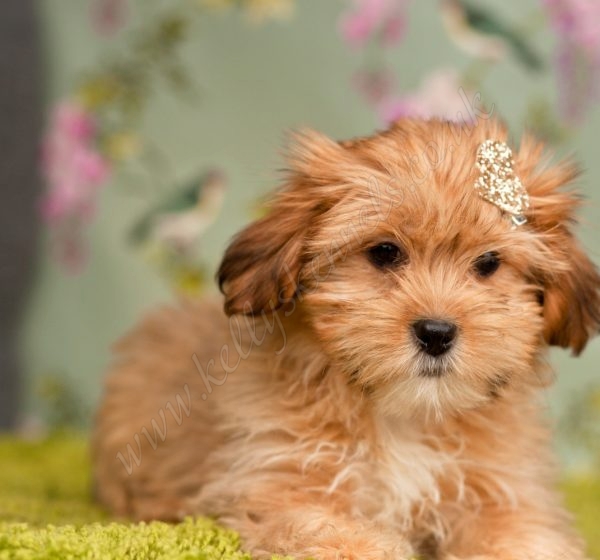 Attractive Shorkies – Kellys Kennels