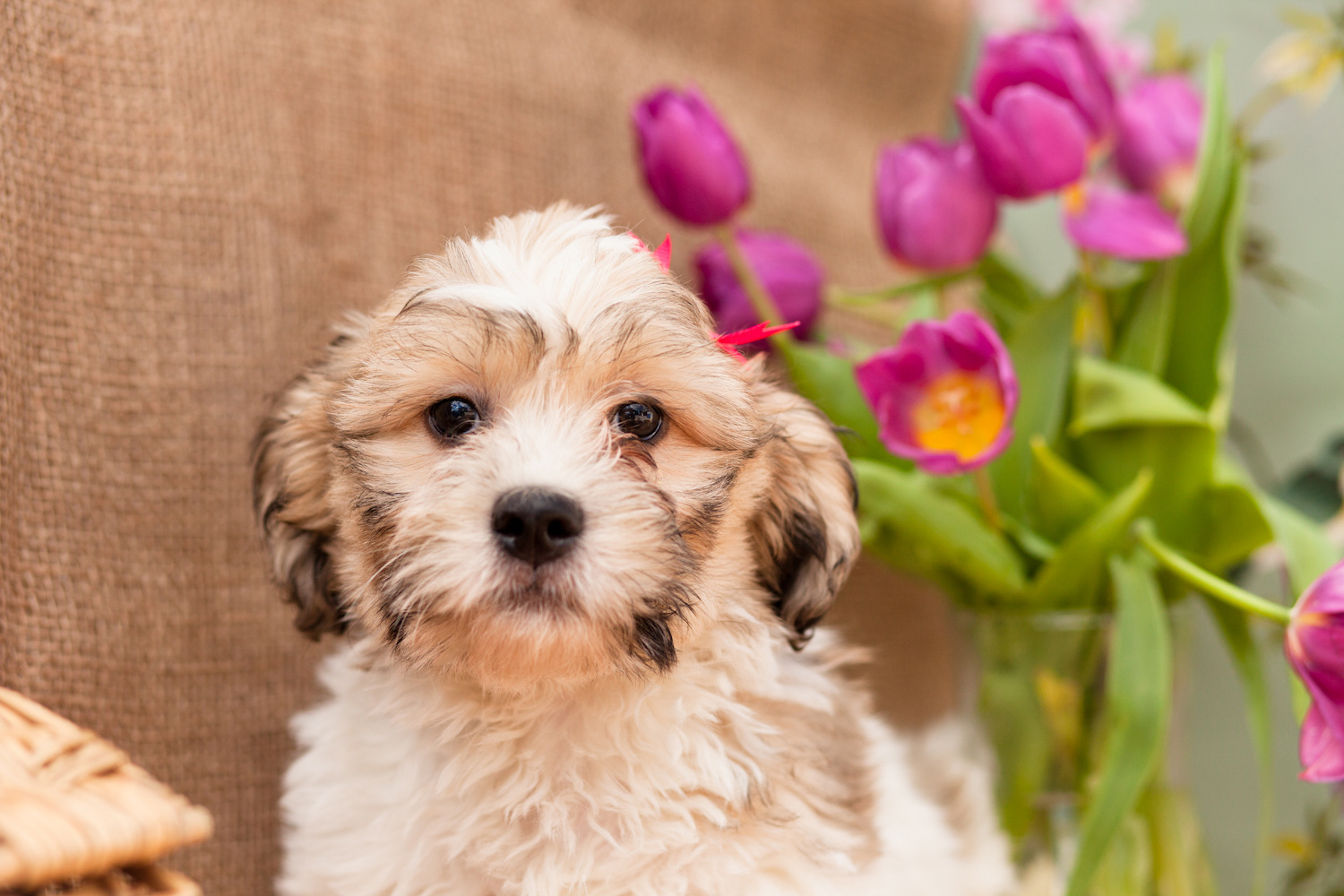 Superior Zuchon Pups – Kellys Kennels